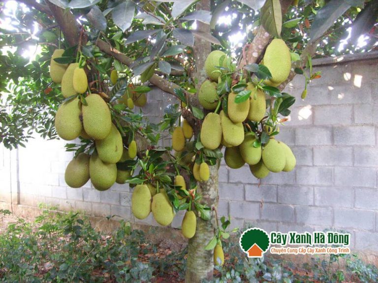 Bán cây Mít công trình- mua cây mít - Vườn Cây Xanh Hà Đông Uy Tín