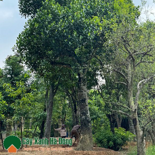 Mua Bán cây Mít công trình Vườn Cây Xanh Hà Đông Uy Tín