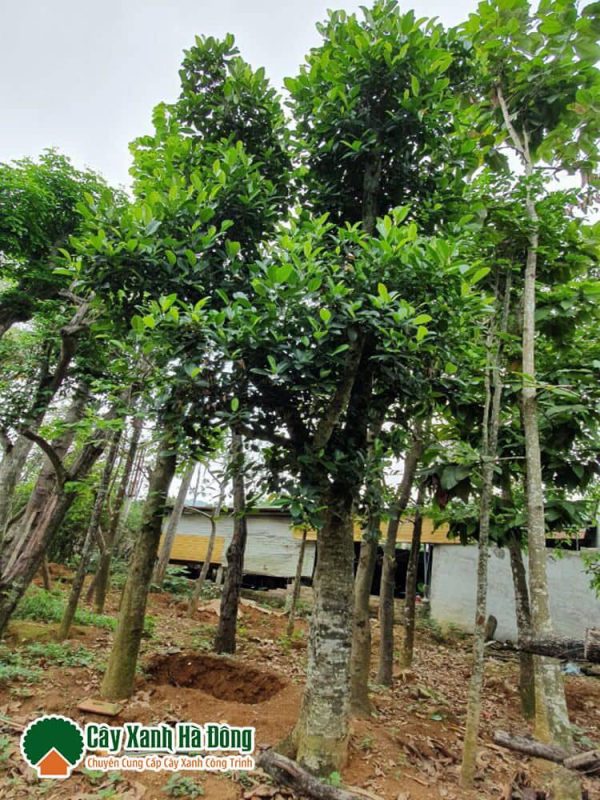 Bán cây Mít công trình- mua cây mít - Vườn Cây Xanh Hà Đông Uy Tín