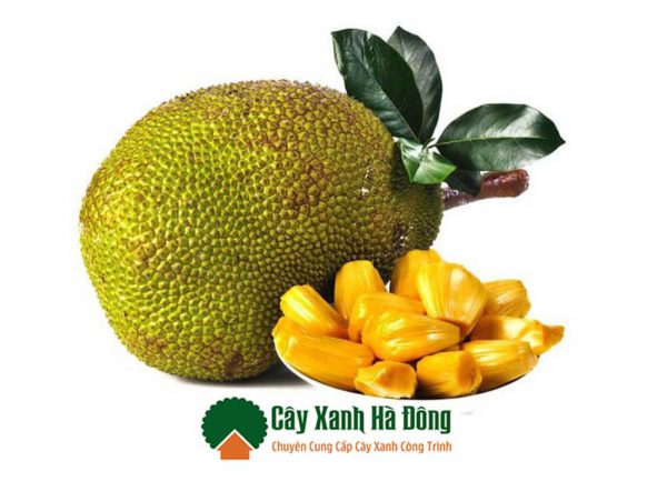 Mua Bán cây Mít công trình Vườn Cây Xanh Hà Đông Uy Tín